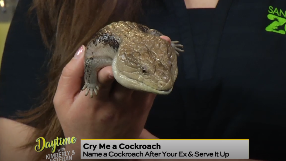 2d5a8101-7cf4-42a4-a8ac-0d98f8a918b6-large16x9_lizard.PNG?1581524206833