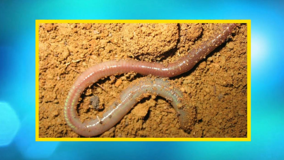 Jumping Worms and Bad Dates | Watch Daytime