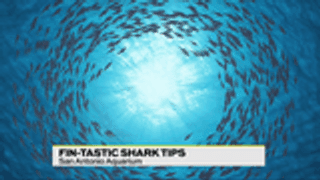 San Antonio Aquarium