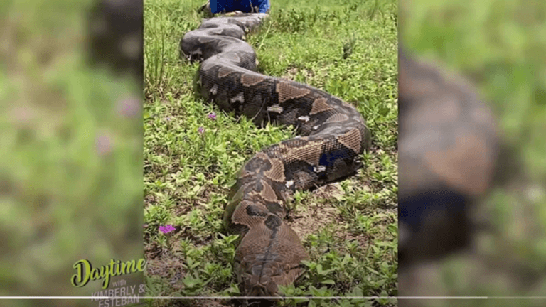 DAYTIME - Snake may set new world record