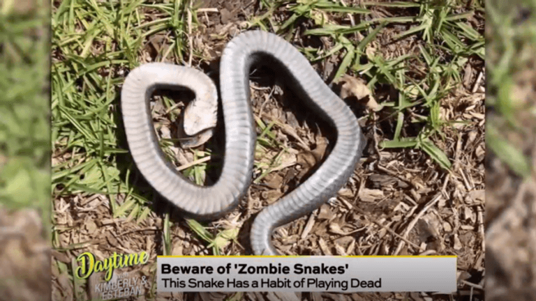 DAYTIME-Yikesss! Beware of 'zombie snakes'